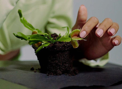 Carnivorous Plants with Jonathan Kui | Brooklyn Public Library