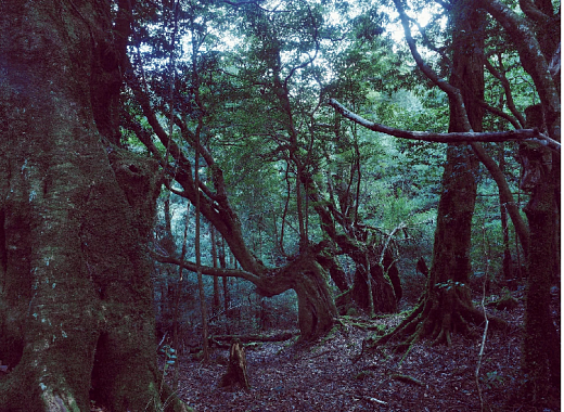 enchanted forest 2021